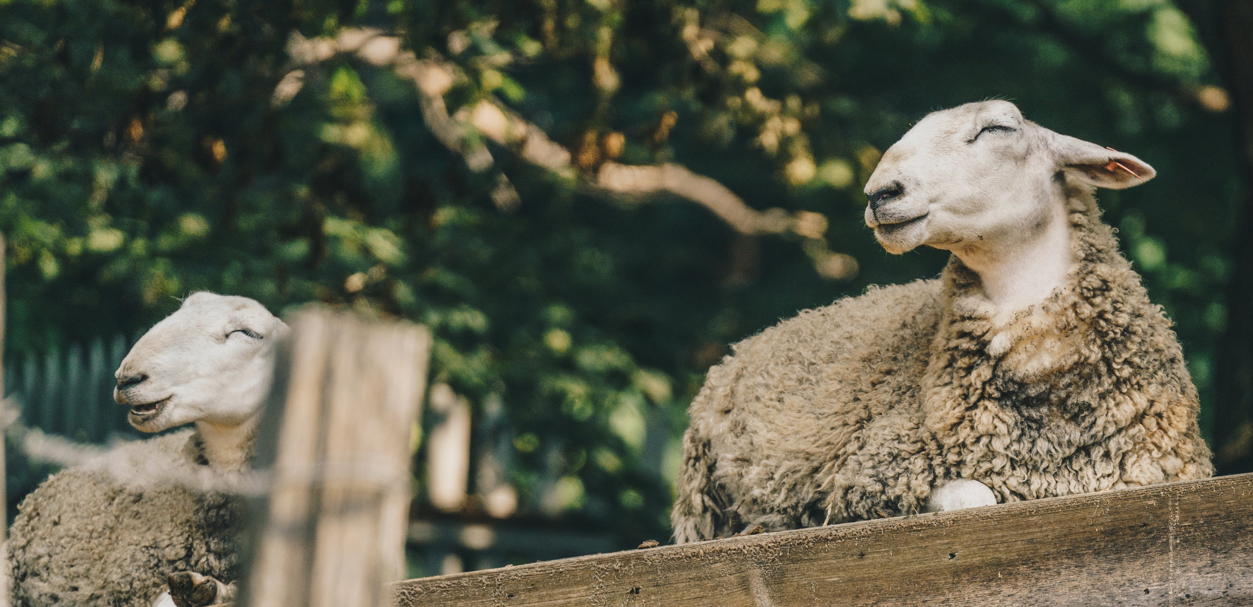 Petting Farm Gift Cards – White Elm Garden Centre