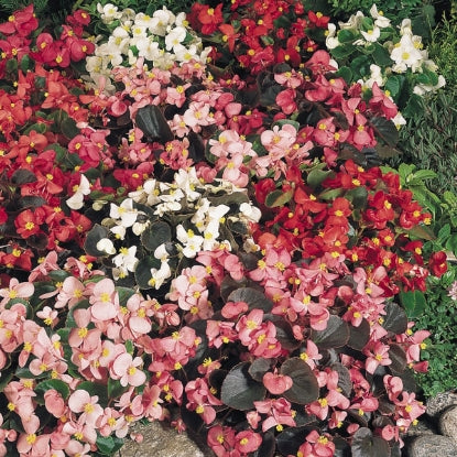 BEGONIA SUNSHINE CARPET – White Elm Garden Centre