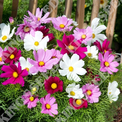 COSMOS CANDY FLOSS MIXED – White Elm Garden Centre