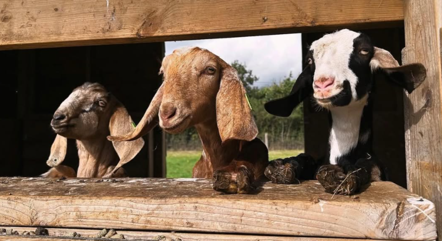 Petting Farm – White Elm Garden Centre